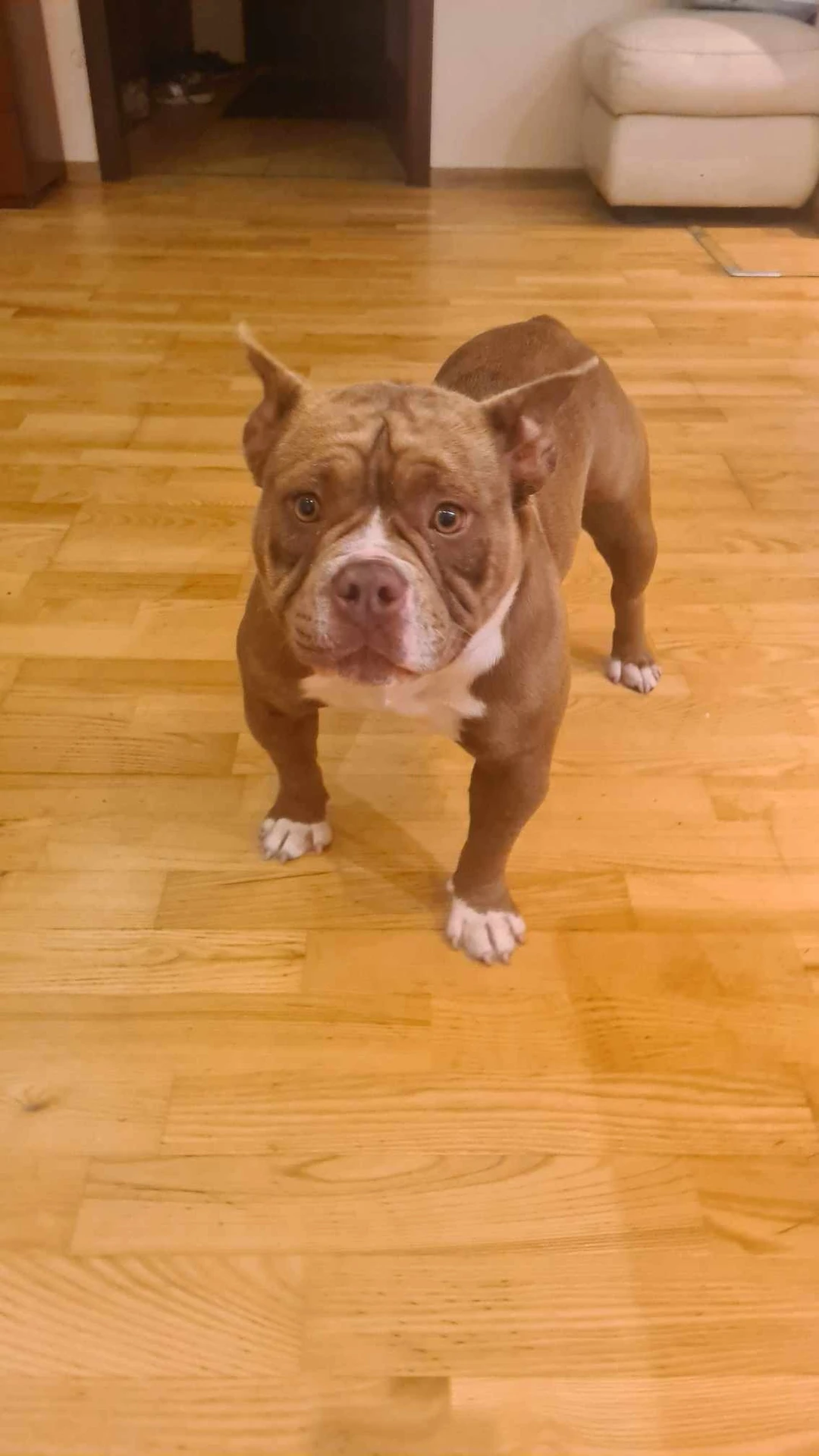 Amstaffy Niczyje - Psy do adopcji