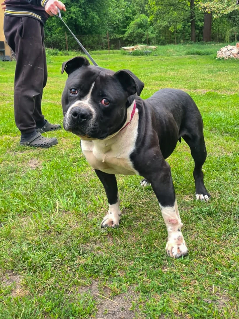 Amstaffy Niczyje - Psy do adopcji